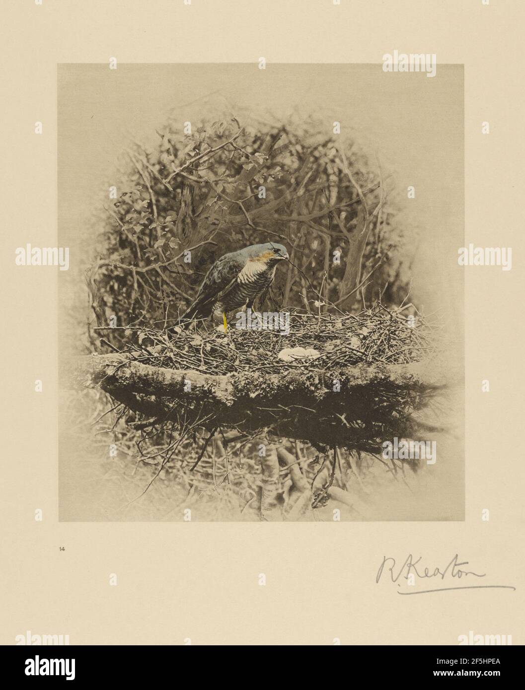 Sparrow-Hawk Adding Sticks to Her Nest. Richard Kearton (British, 1862 ...