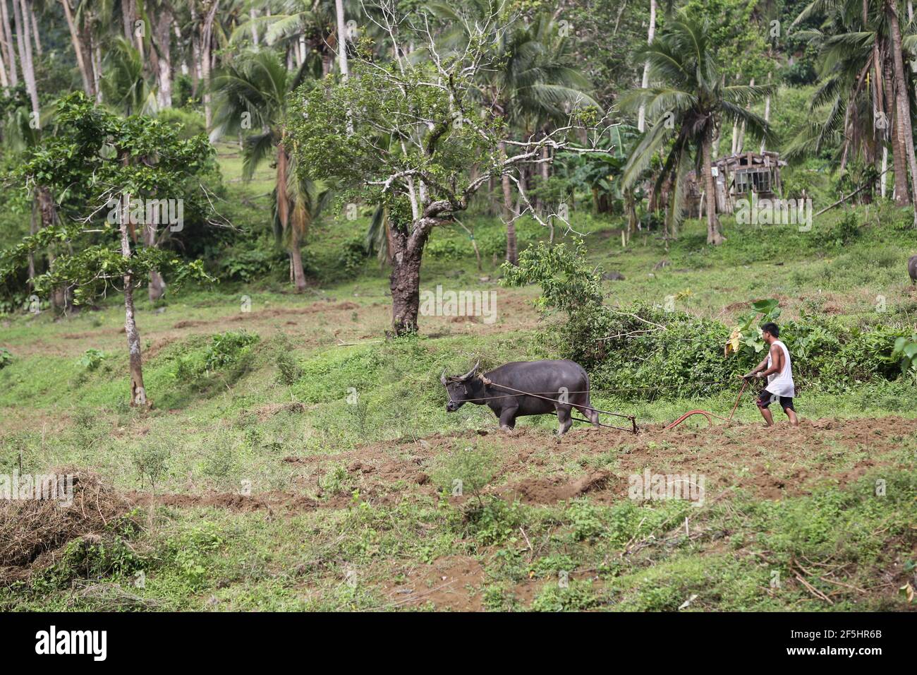 Farmer With His Carabao High Resolution Stock Photography and Images ...