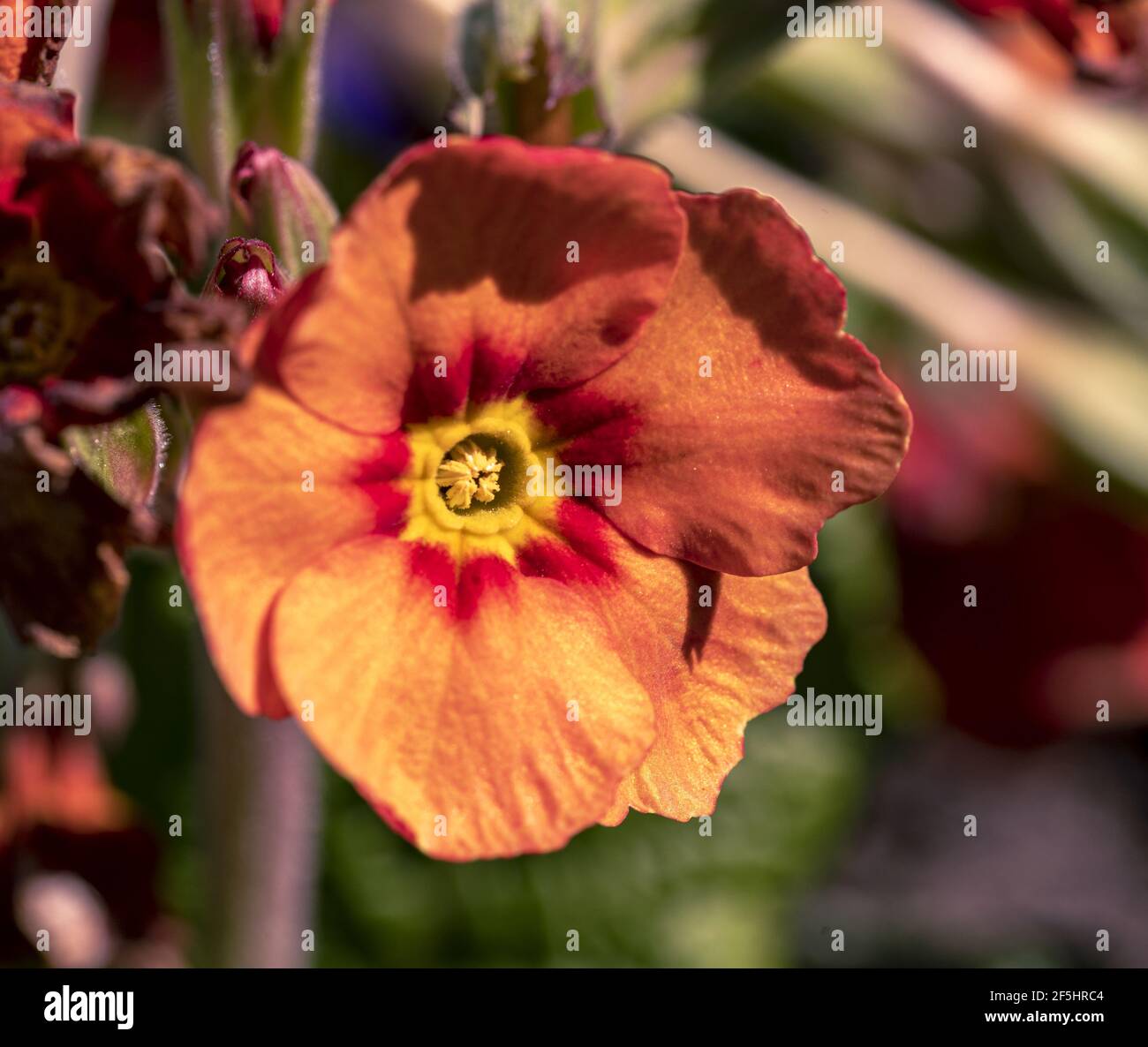 Closeup shot of a beautiful orange primrose flower Stock Photo - Alamy