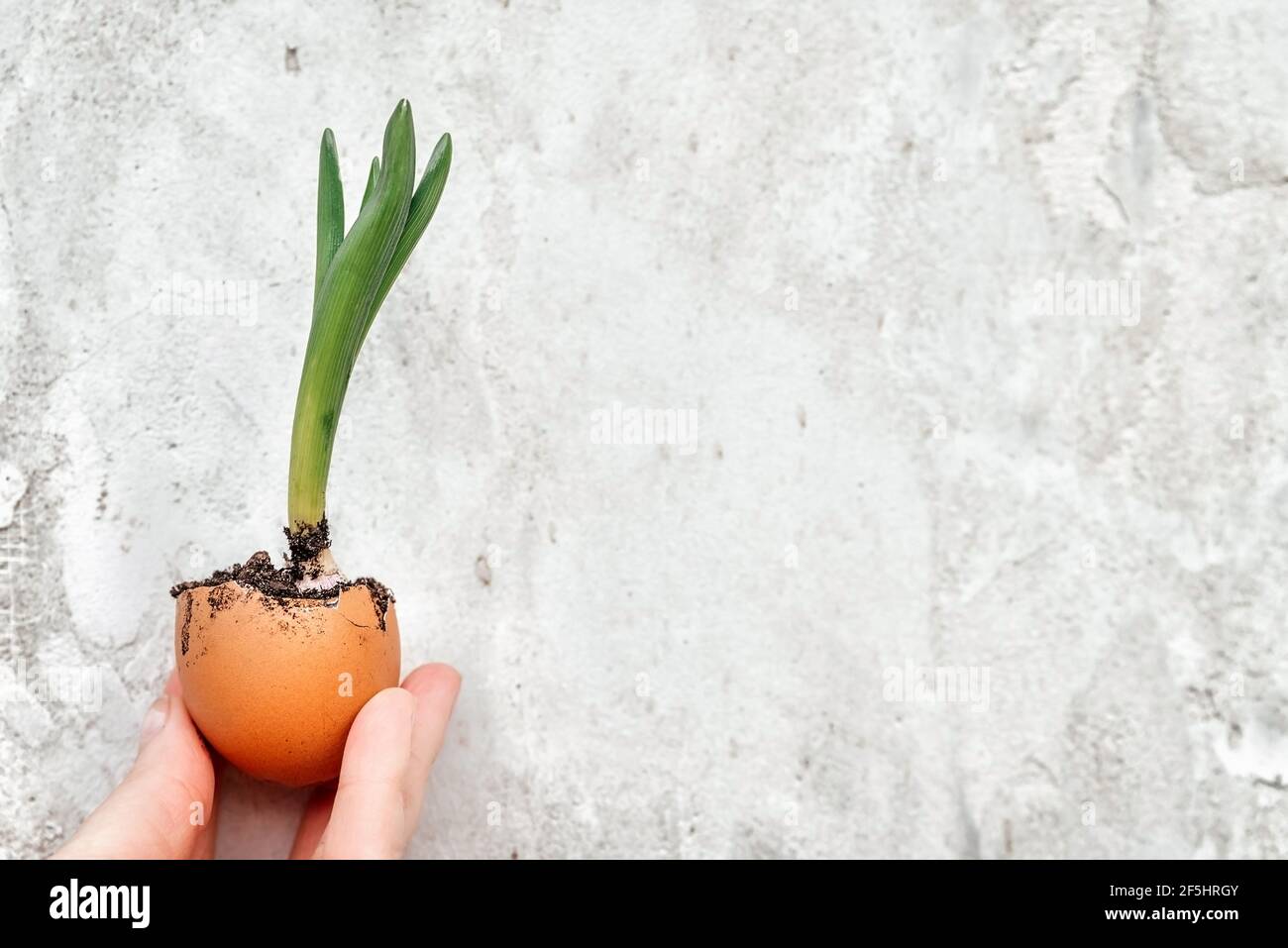 New Life concept with seedling growing sprout. Spring and easter ...