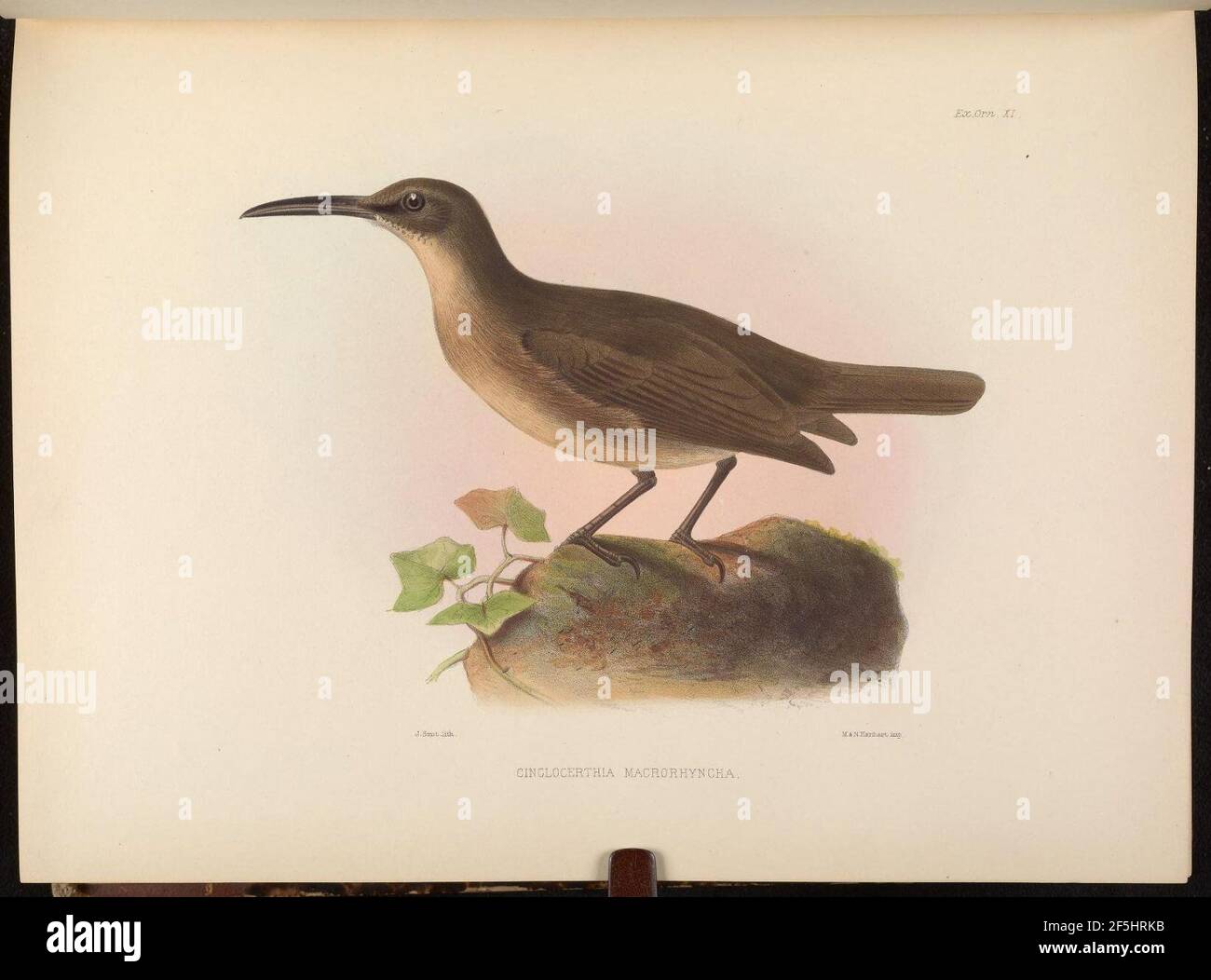 Ramphocinclus hi-res stock photography and images - Alamy