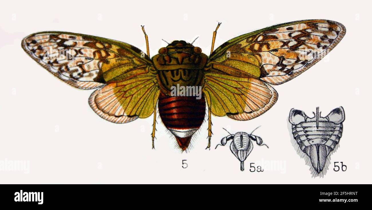 Pycna hi-res stock photography and images - Alamy