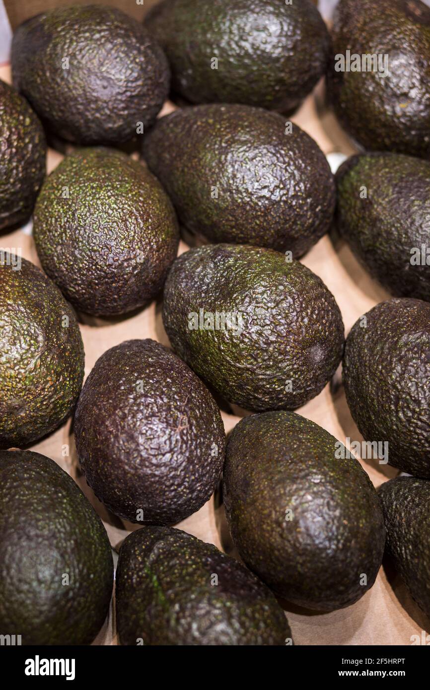 Hass avocados persea americana hi-res stock photography and images - Alamy
