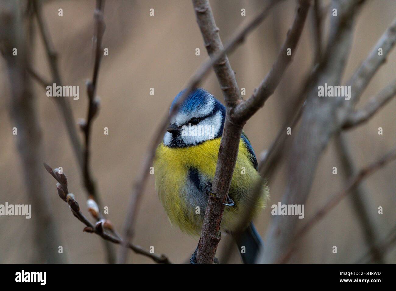 Blue and yellow sparrow perched on a branch in a park Stock Photo - Alamy