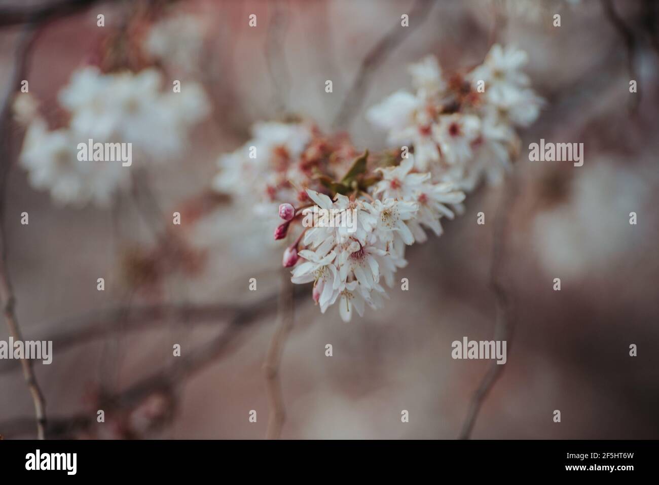 Flowers on a winter-flowering cherry tre Stock Photo - Alamy