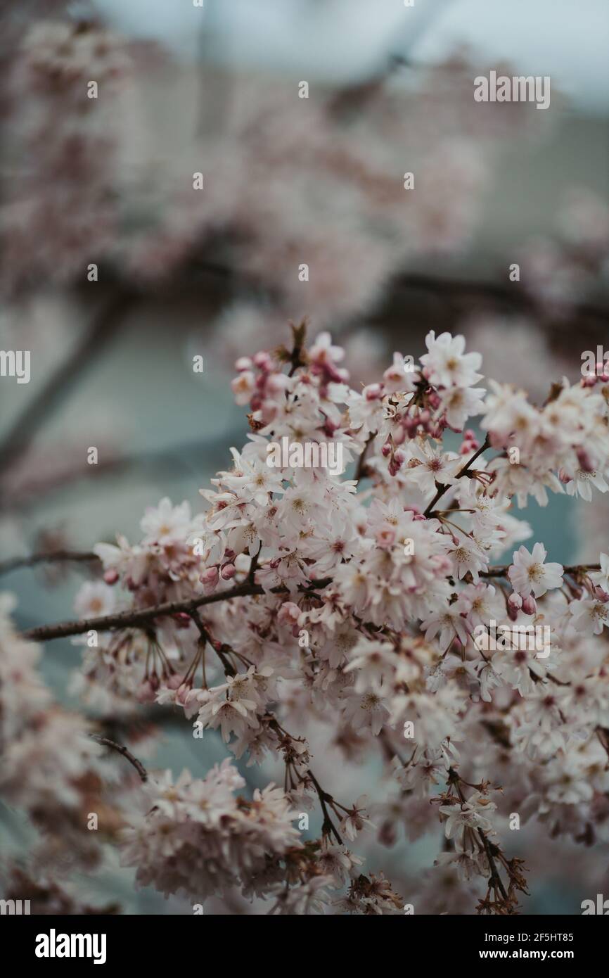 Branches of a spring cherry tree with blossoms Stock Photo - Alamy