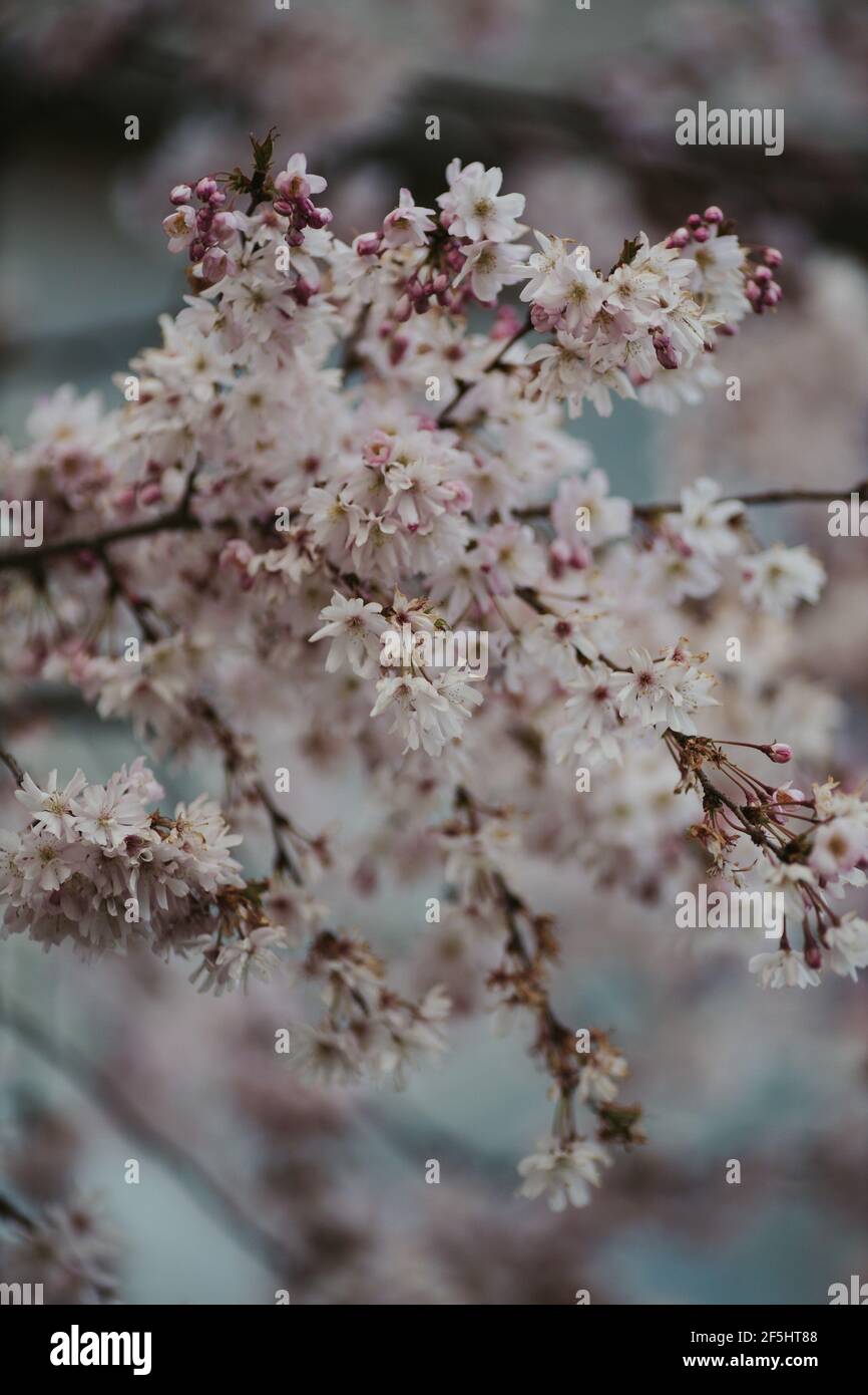 Flowers blossomed a Higan cherry tree Stock Photo - Alamy
