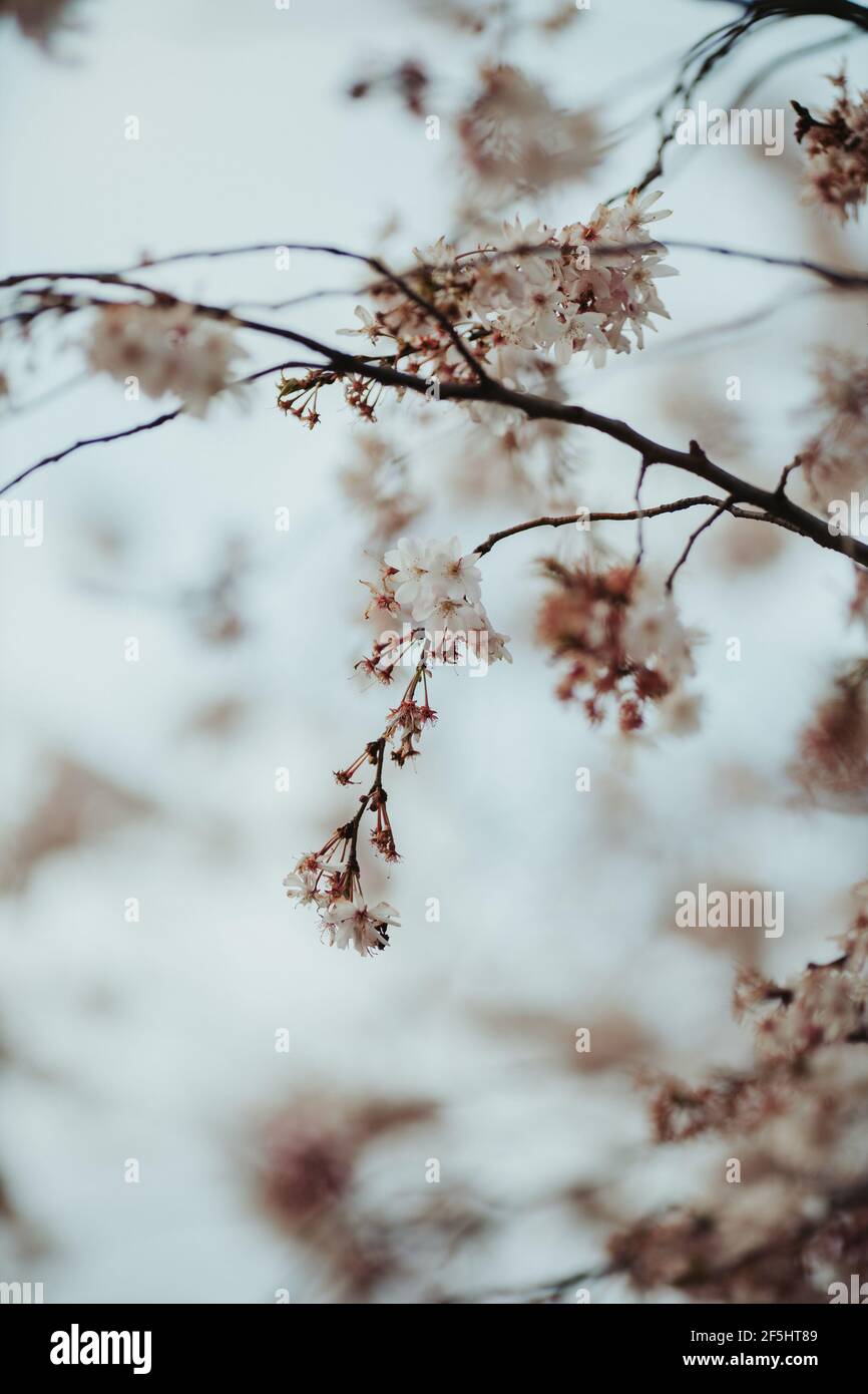 Flowers on the branches of a Higan cherry tree Stock Photo - Alamy