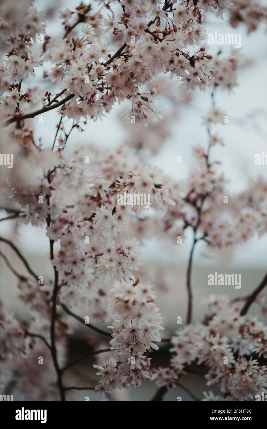 Flowers on a rosebud cherry (Prunus subhirtella) tree Stock Photo - Alamy