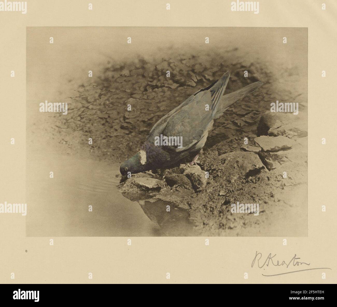Ring Dove, or Wood Pigeon. Richard Kearton (British, 1862 - 1928 Stock ...