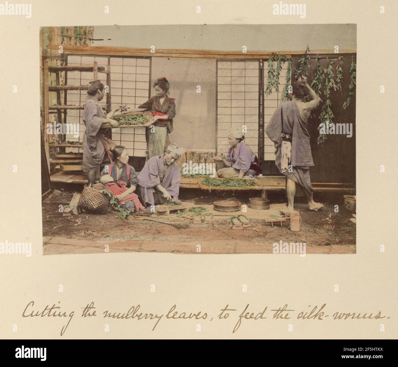 Cutting the mulberry leaves hi-res stock photography and images - Alamy