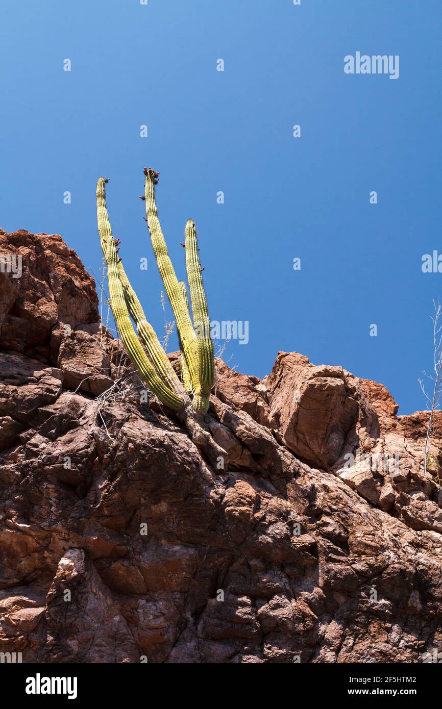 A cylindrical, elongated cactus from the Echinocereus genus growing on ...