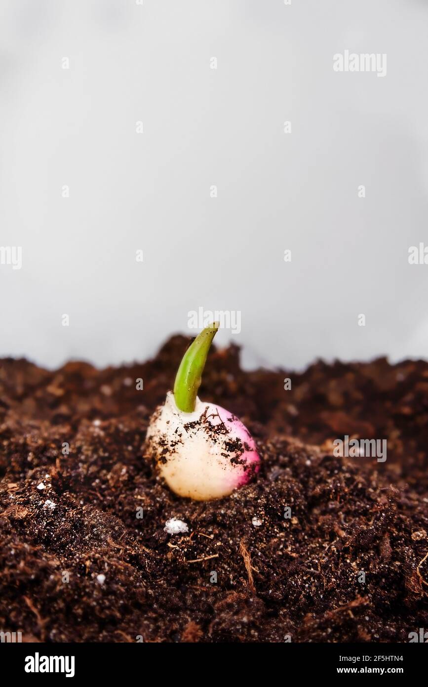 New Life concept with seedling growing sprout. Spring symbolic Stock ...