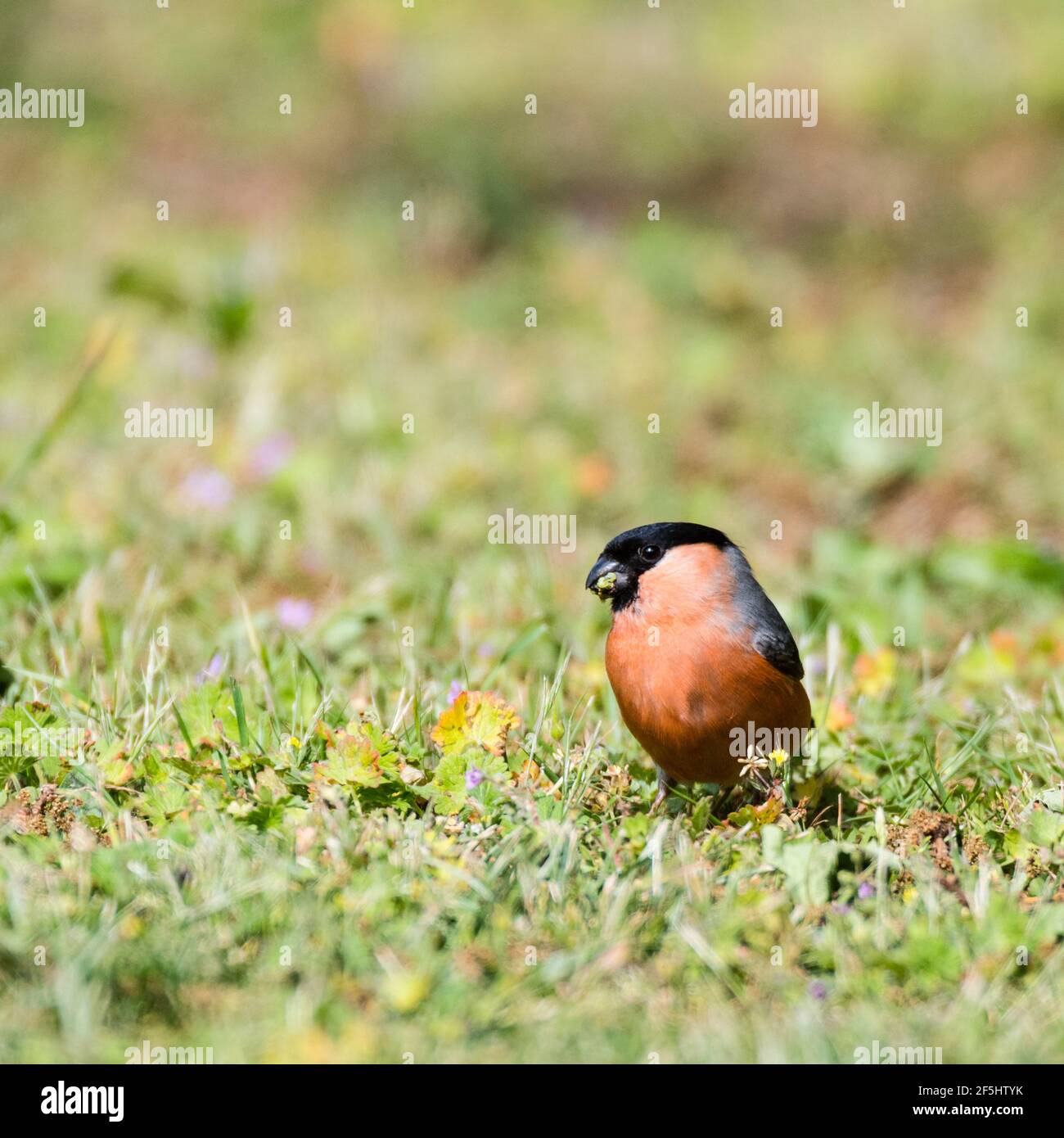 Bullfinch uk hi-res stock photography and images - Alamy