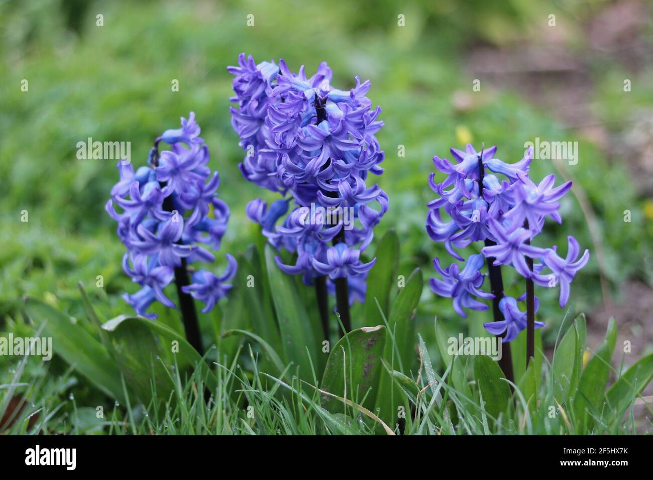 Beautiful blue coloured hyacinths in garden in spring Stock Photo - Alamy