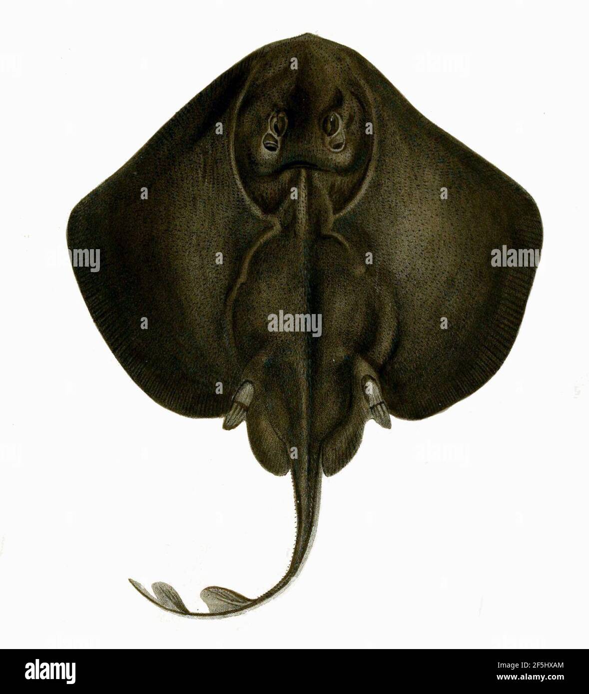 Raja radula hi-res stock photography and images - Alamy