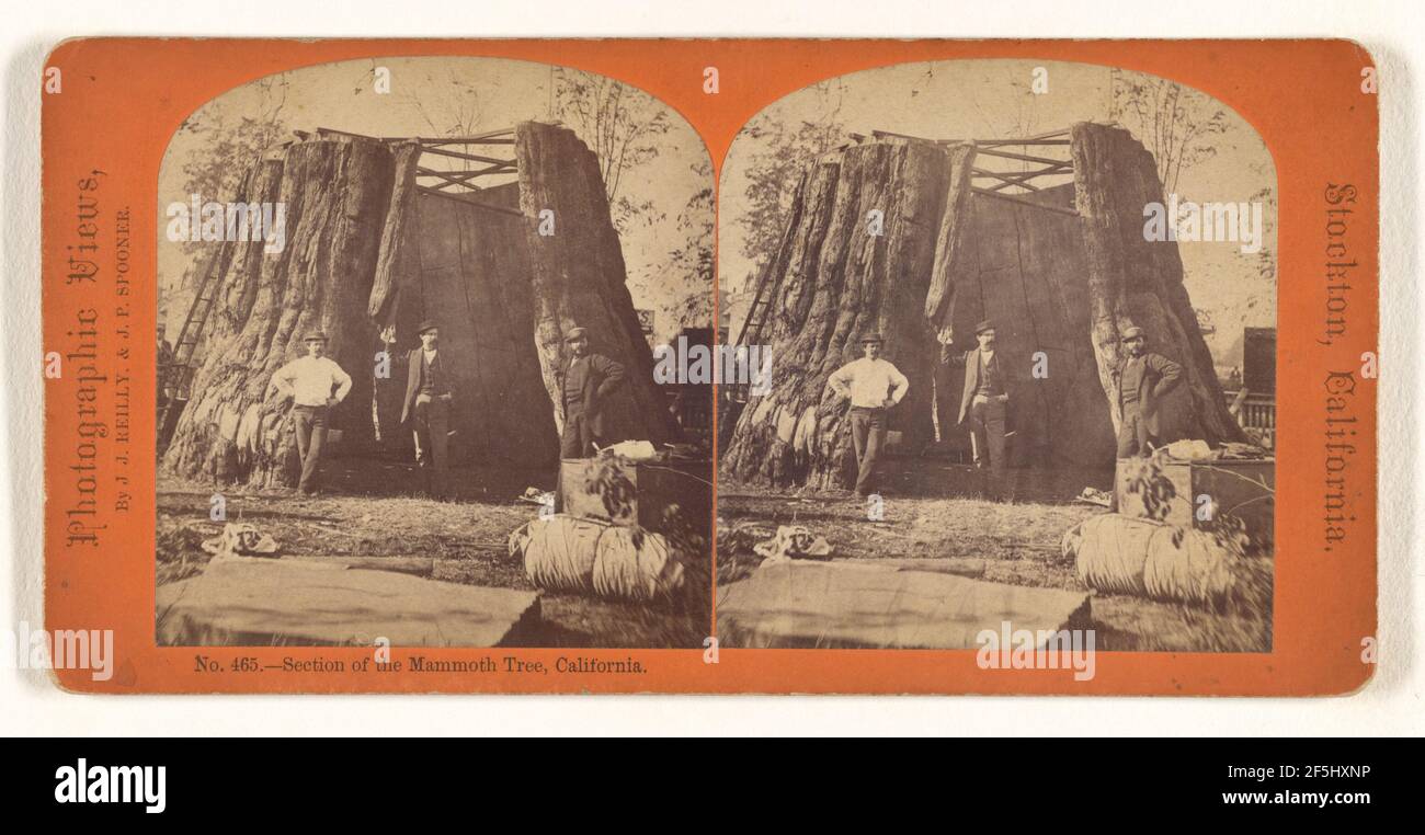 Section of the Mammoth Tree, California.. Reilly & Spooner Stock Photo ...