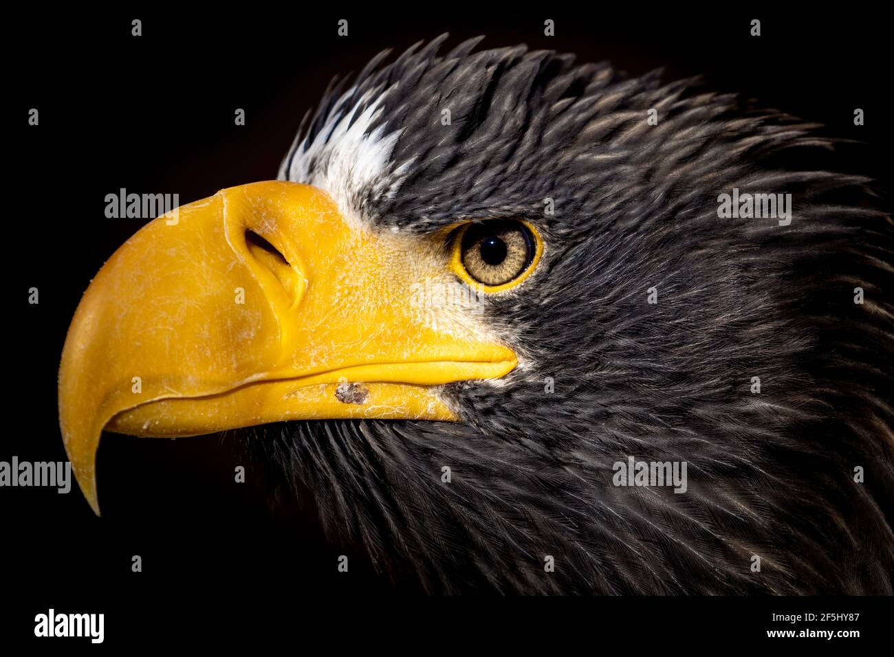 Sharp Eyes High Resolution Stock Photography and Images - Alamy