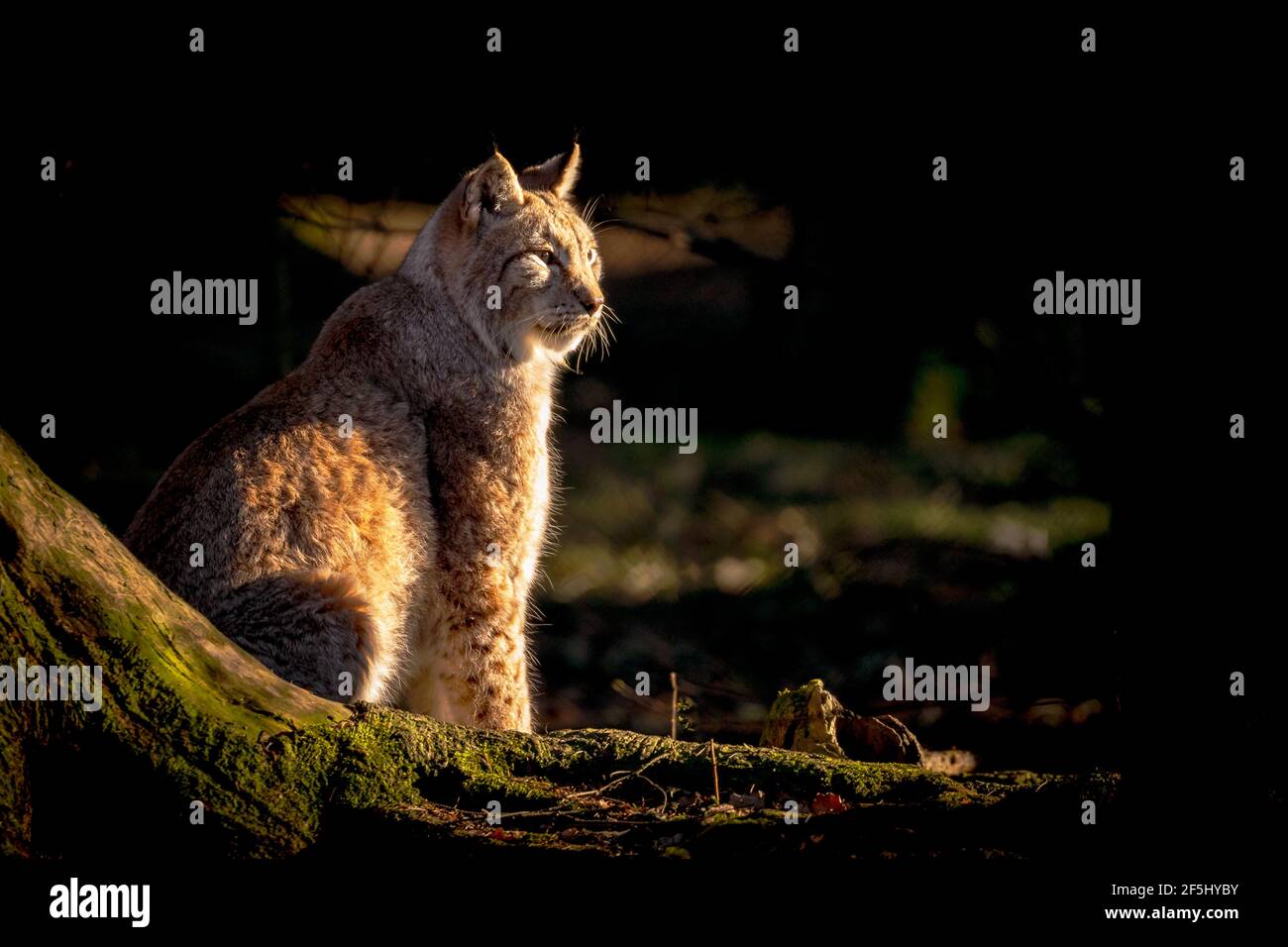 Lynx linx hi-res stock photography and images - Alamy