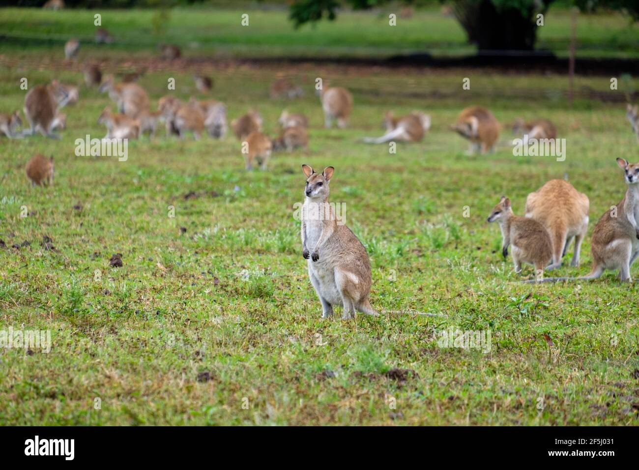 Wallabies near the main highway, Cairns, Queensland Stock Photo - Alamy