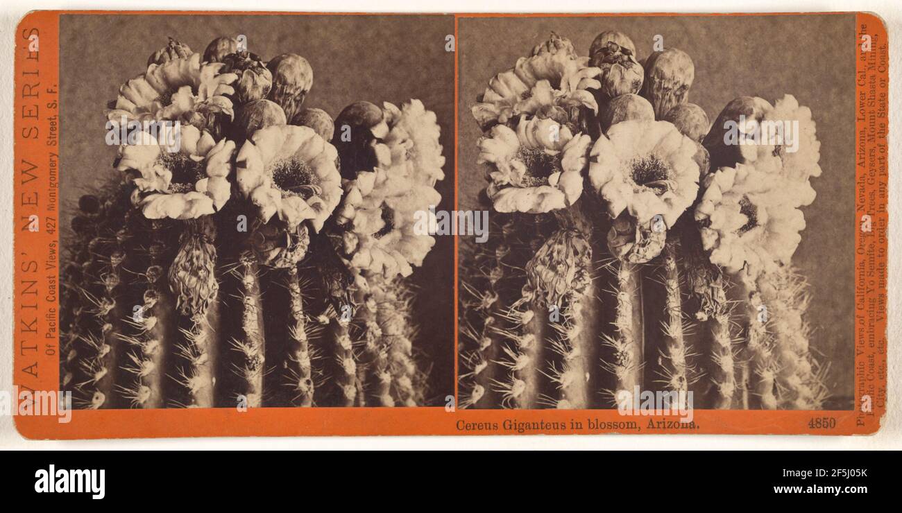 Cereus Giganteus in Blossom, Arizona. Carleton Watkins (American, 1829 ...