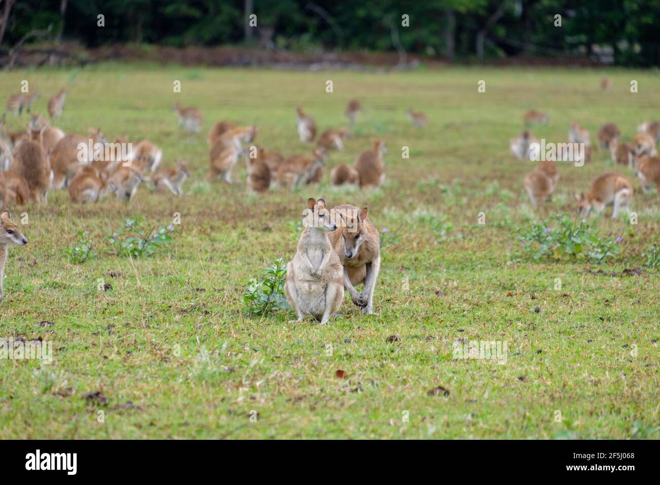 Wallabies near the main highway, Cairns, Queensland Stock Photo - Alamy