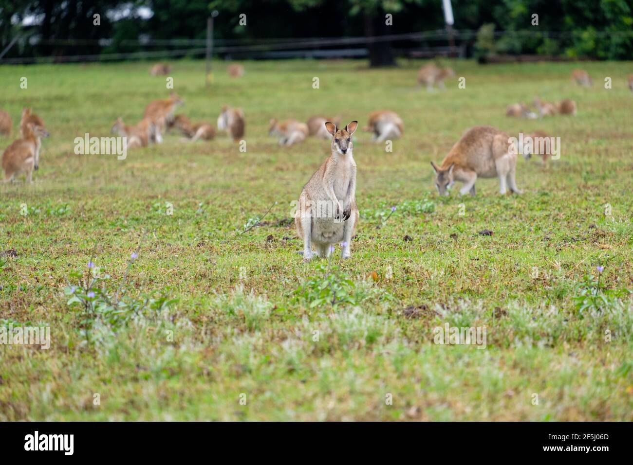 Wallabies eating hi-res stock photography and images - Alamy