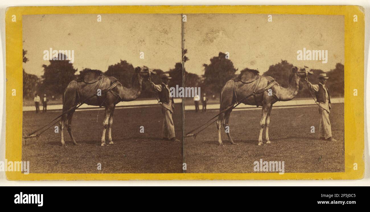 Central Park. (New York.) The Camel at Work.. Edward and Henry T ...