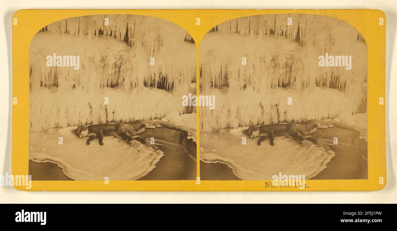 Fox.. Benjamin West Kilburn (American, 1827 - 1909 Stock Photo - Alamy