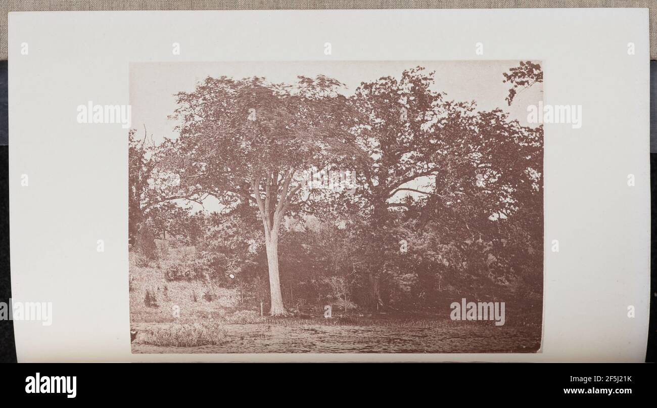 A Wood Scene, of various Species, in Waverly. Wilson Flagg (American ...
