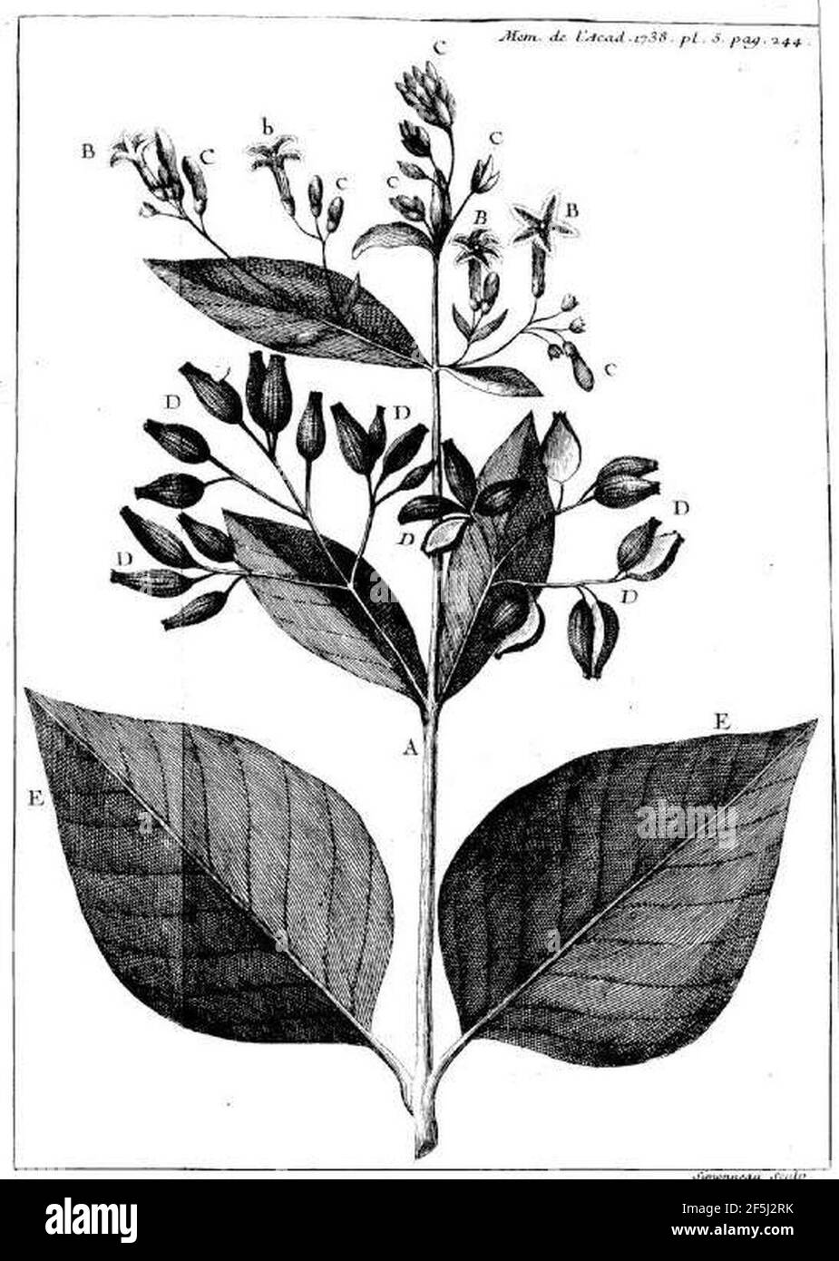 Quinquina hi-res stock photography and images - Alamy