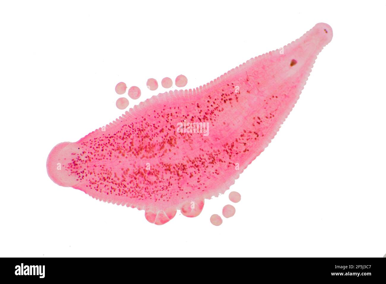 Leech, light micrograph Stock Photo - Alamy