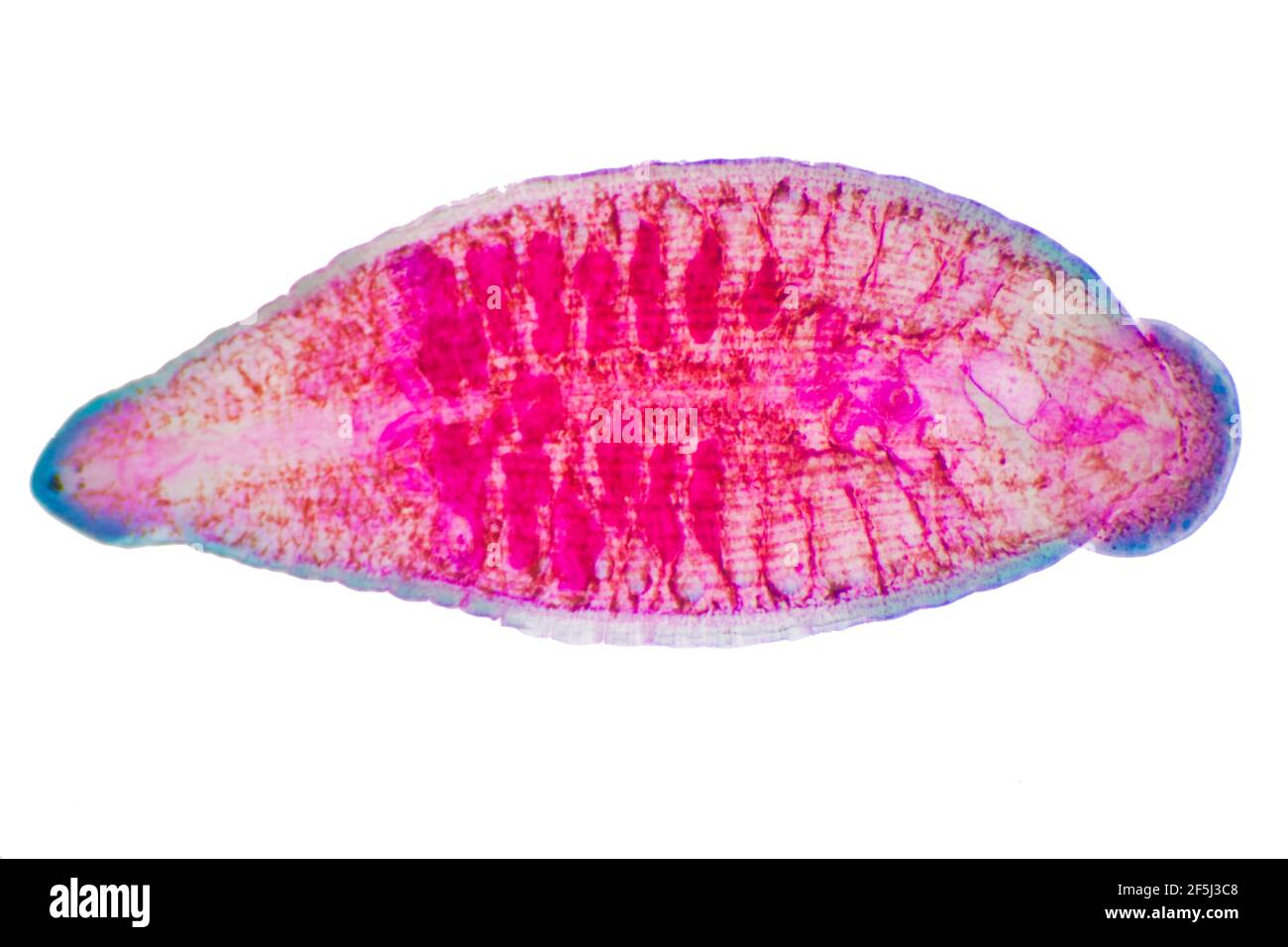 Leech, light micrograph Stock Photo - Alamy