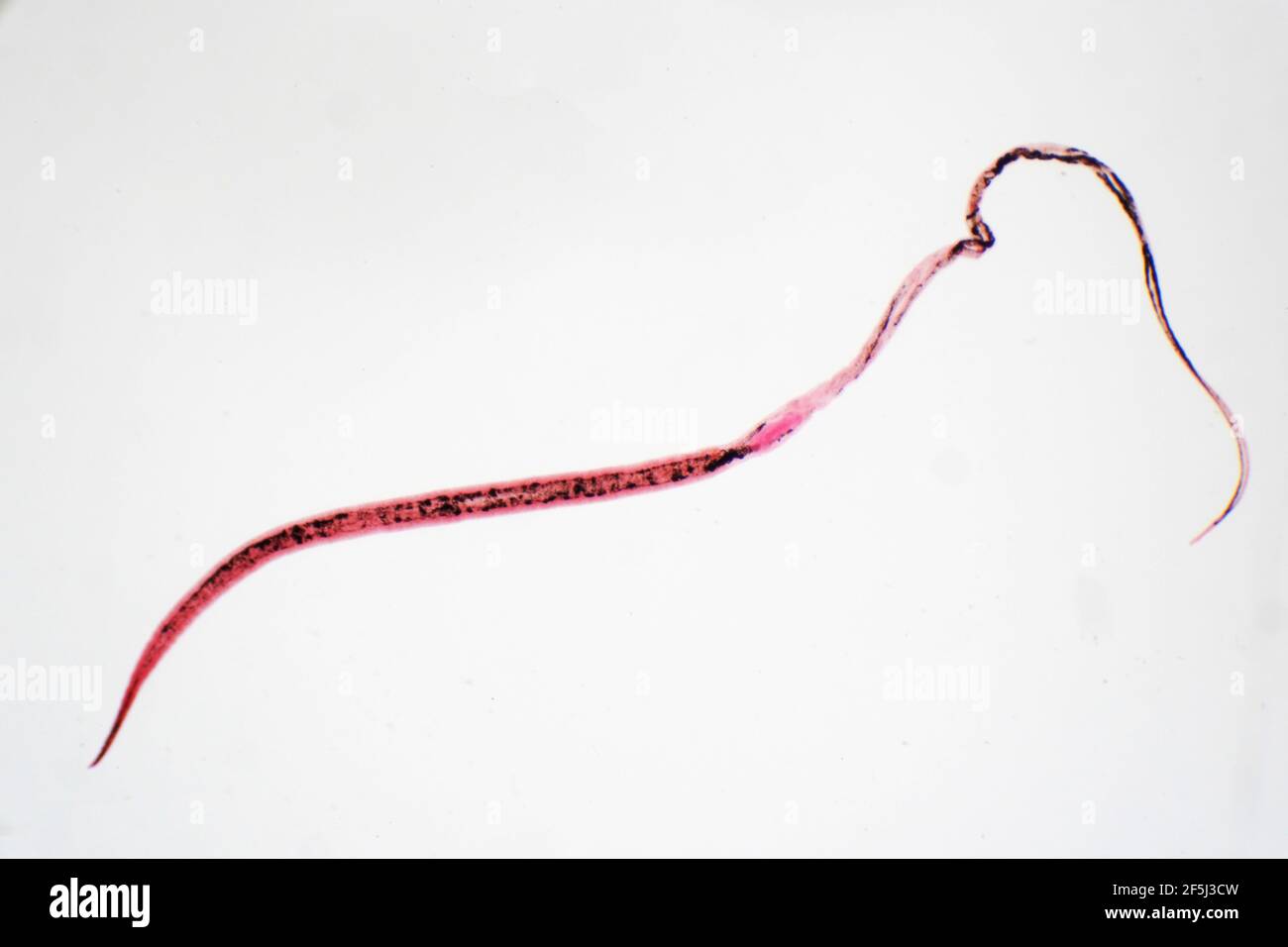Roundworm microscope hi-res stock photography and images - Alamy