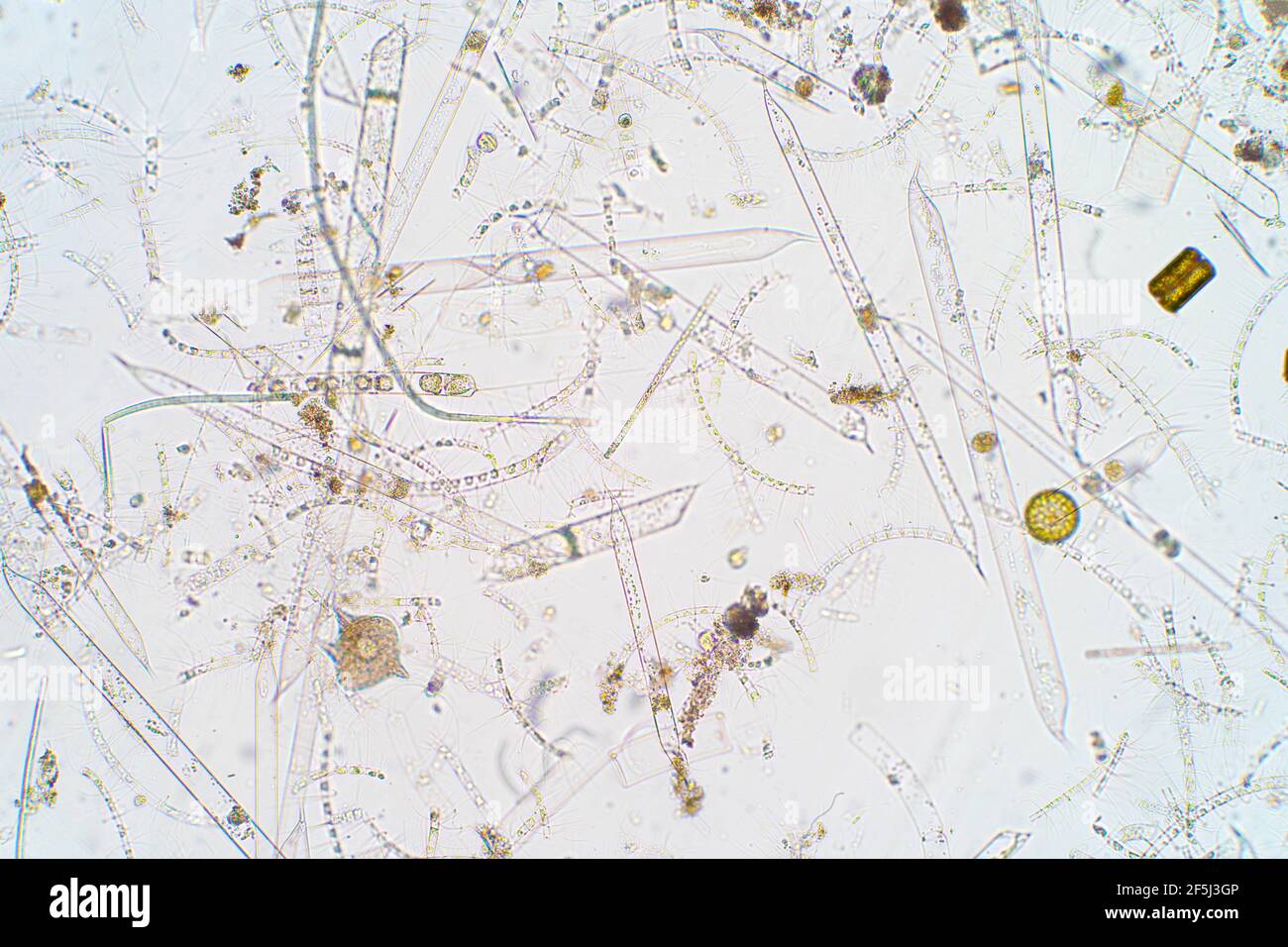 Plankton microscope hi-res stock photography and images - Alamy