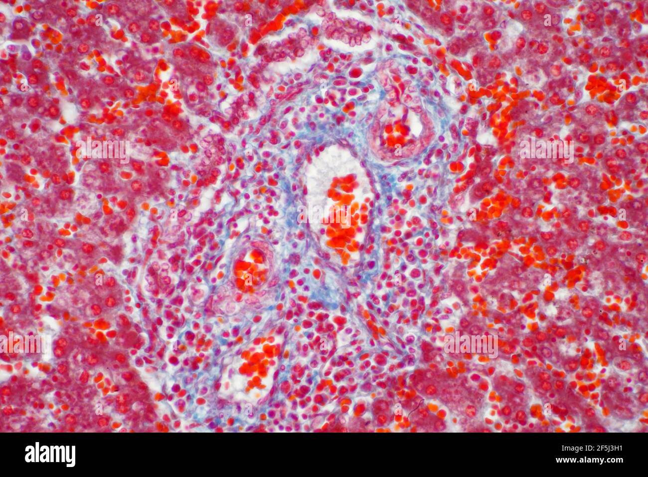 Animal cell micrograph hi-res stock photography and images - Alamy