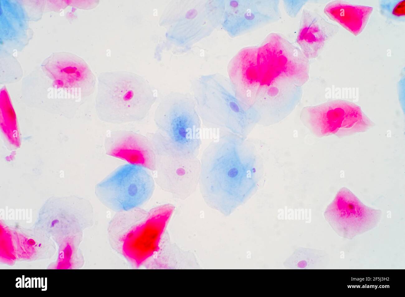 Epithelial tissue hi-res stock photography and images - Alamy