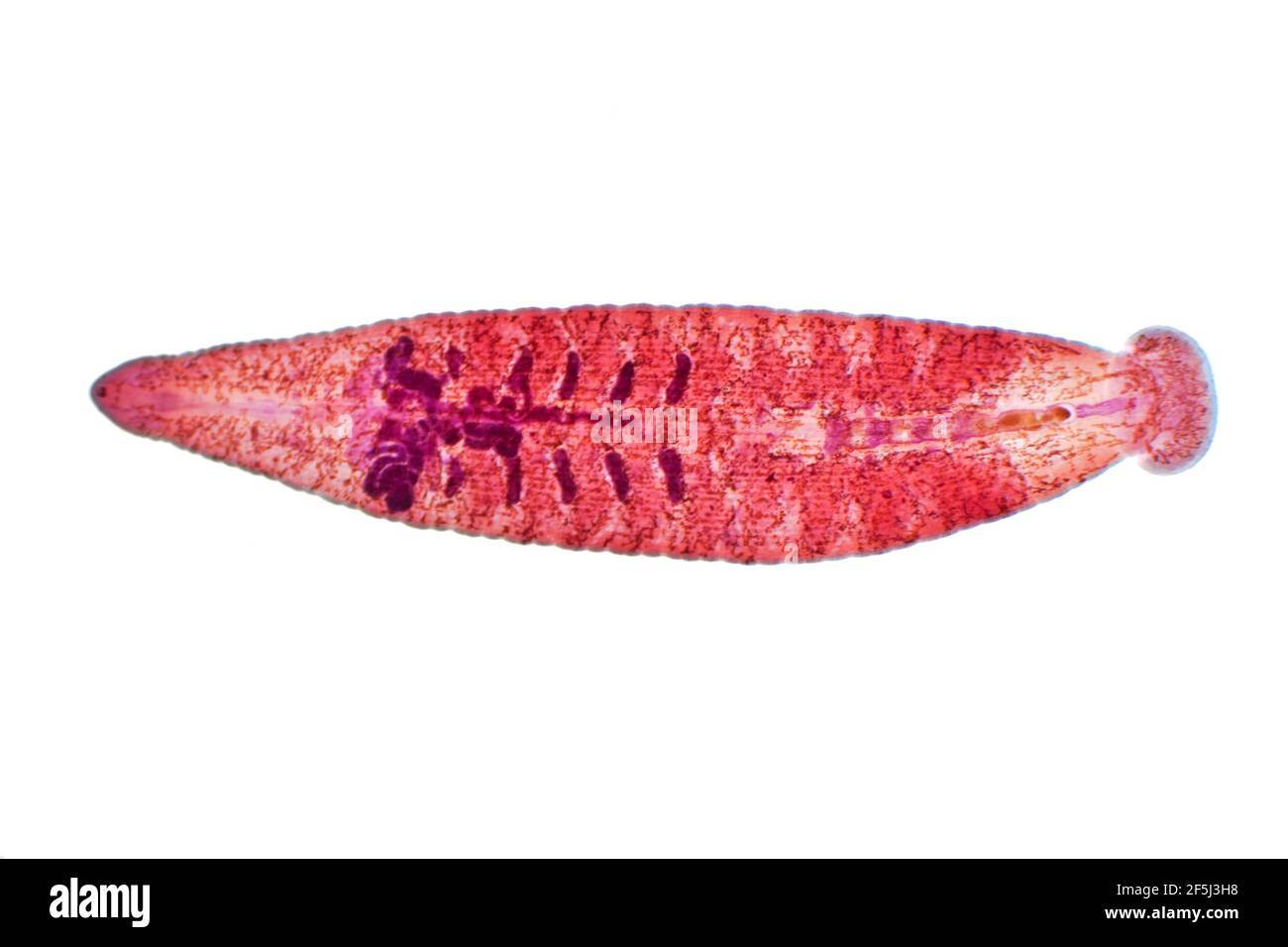 Leech, light micrograph Stock Photo - Alamy