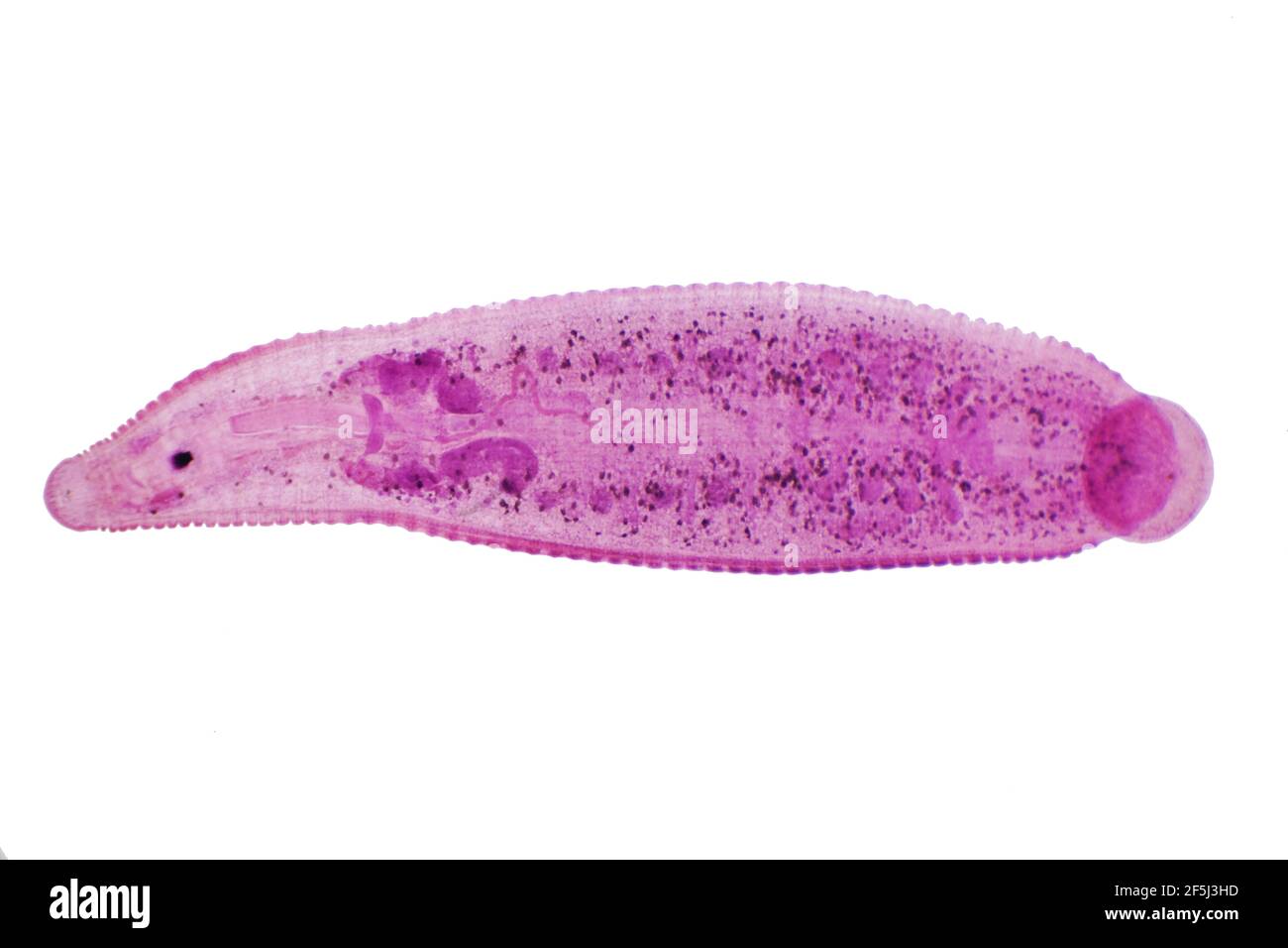 Blood worm hi-res stock photography and images - Alamy