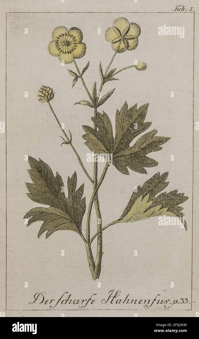 Ranunculus acris illustration 1794 Stock Photo - Alamy