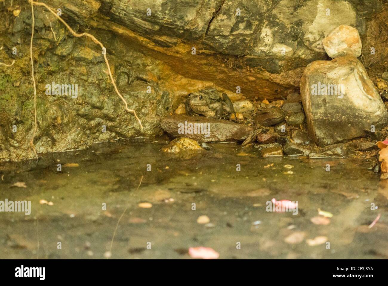 Red Legged Frogs (36805170505 Stock Photo - Alamy