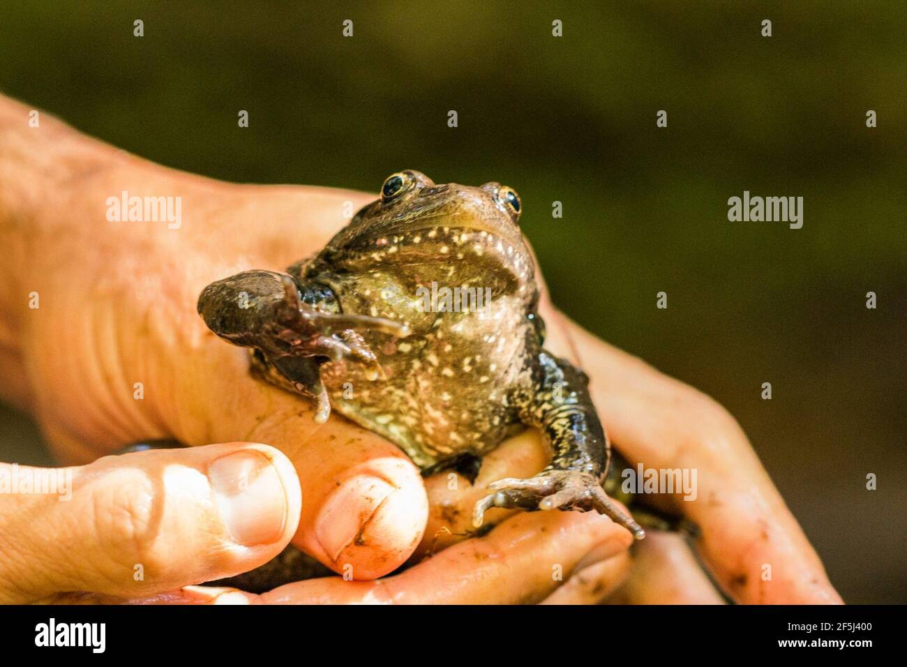 Red Legged Frogs (36634493402 Stock Photo - Alamy