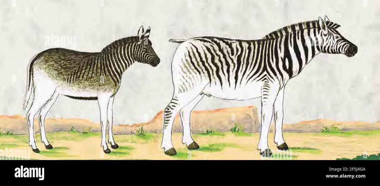 Quagga colt and adult Burchell's zebra Stock Photo - Alamy