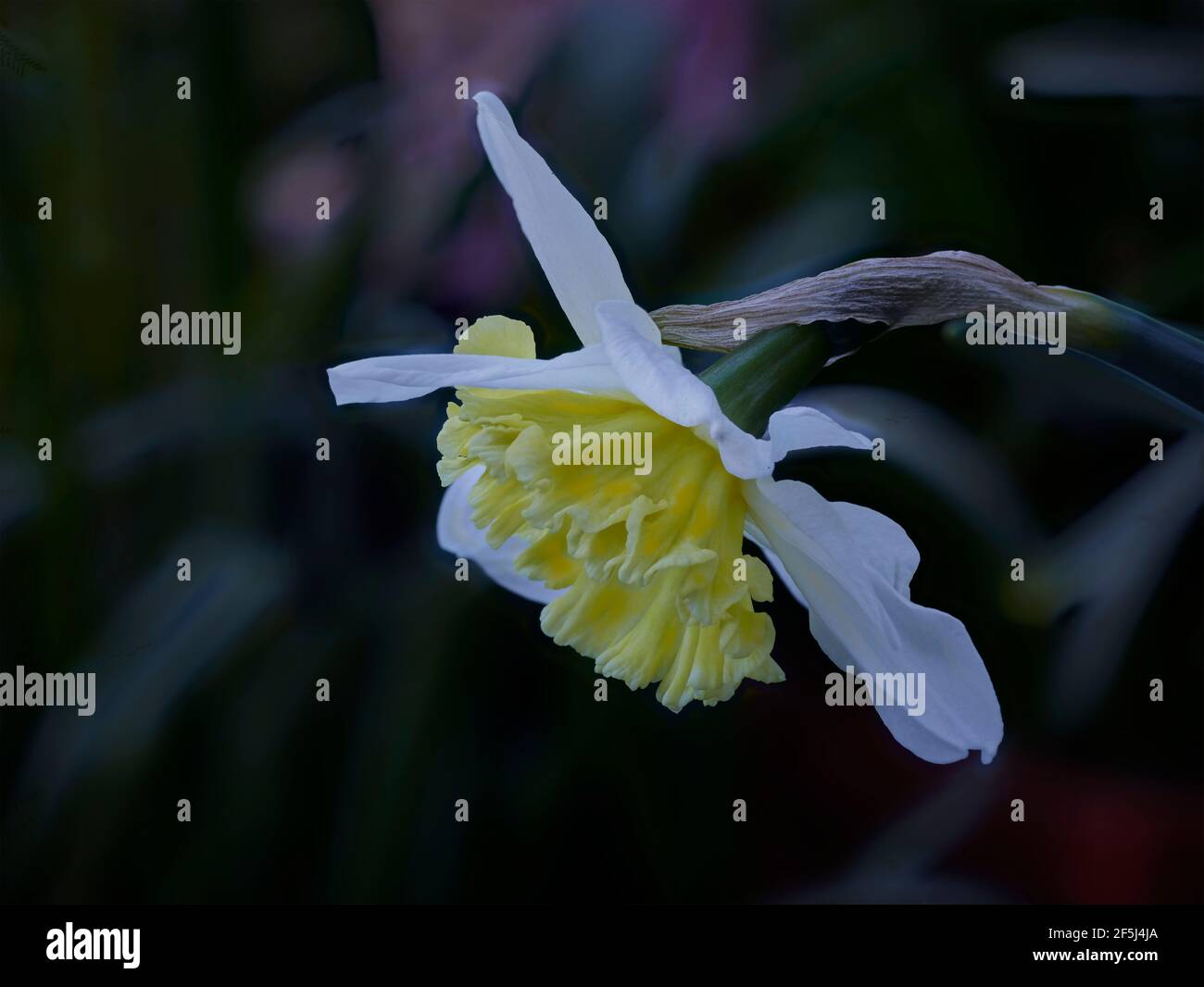 Very close-up of Daffodil bloom, natural beauty plant portrait Stock ...