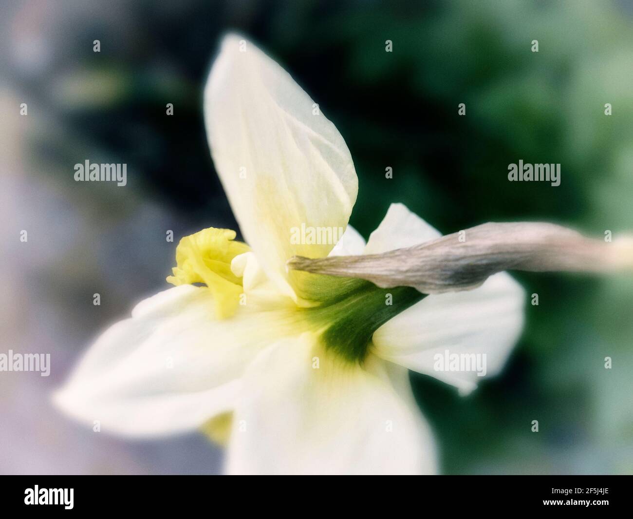 Very close-up of Daffodil bloom, natural beauty plant portrait Stock ...