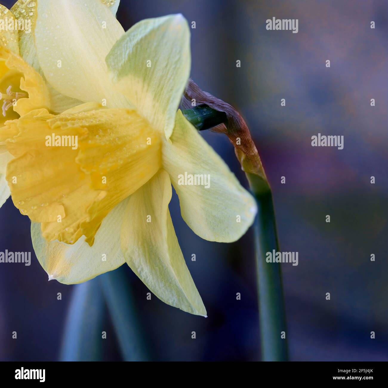 Very close-up of Daffodil bloom, natural beauty plant portrait Stock ...