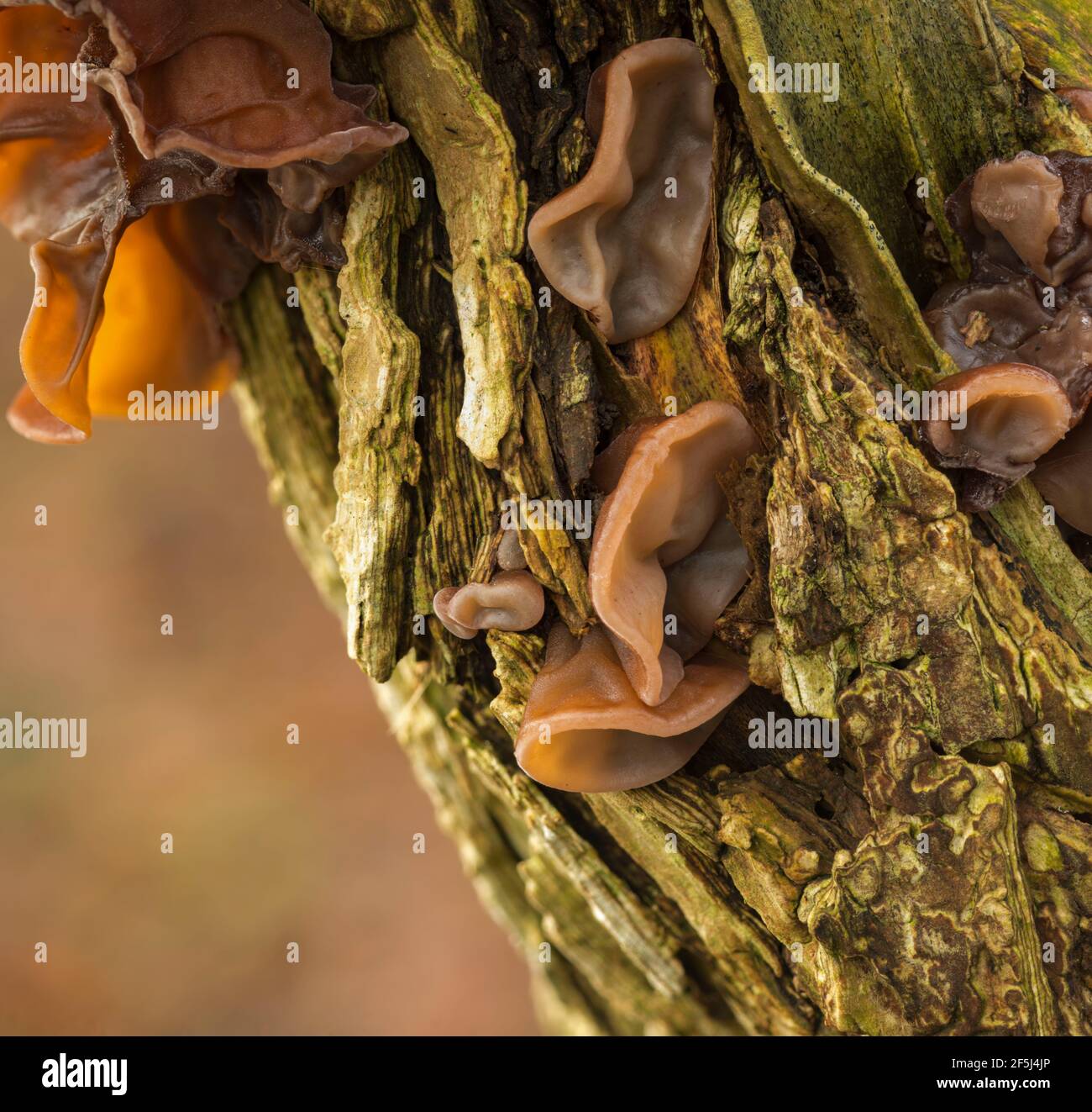 Auricularia auricula-judae, Judas's Ear, Jew's ear, jelly ear in close ...