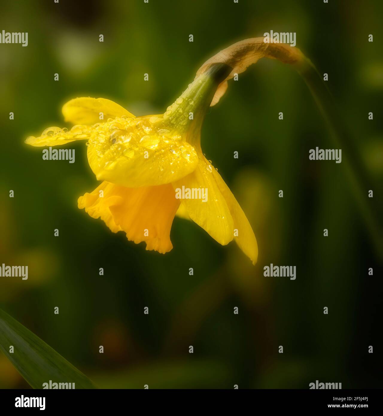 Very close-up of Daffodil bloom, natural beauty plant portrait Stock ...