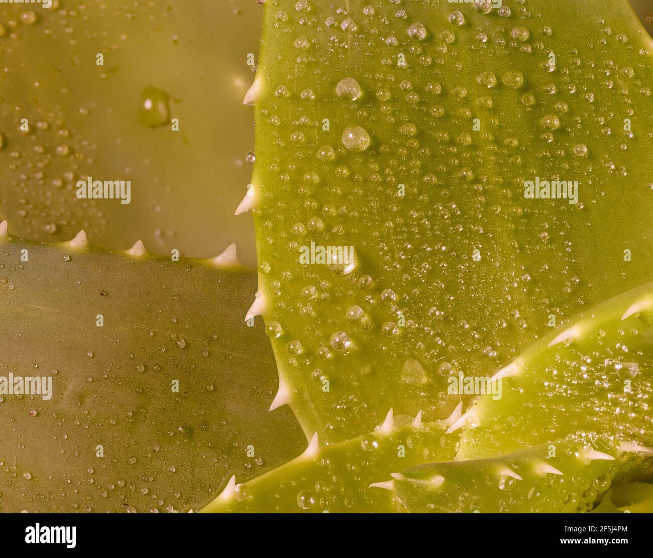 High resolution macro photograph of Aloe Vera plant, natural plant ...