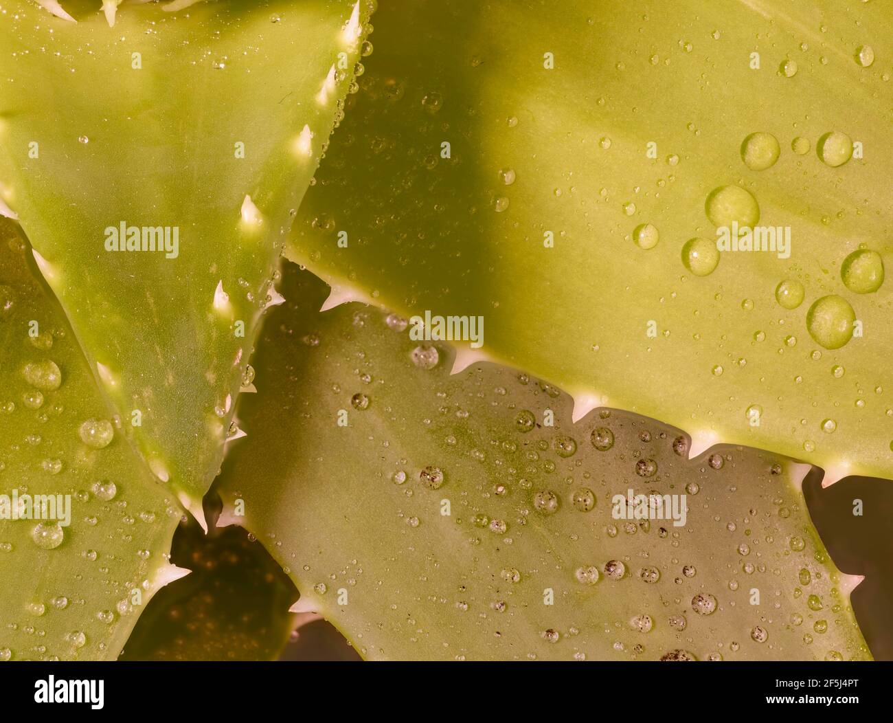 High resolution macro photograph of Aloe Vera plant, natural plant ...